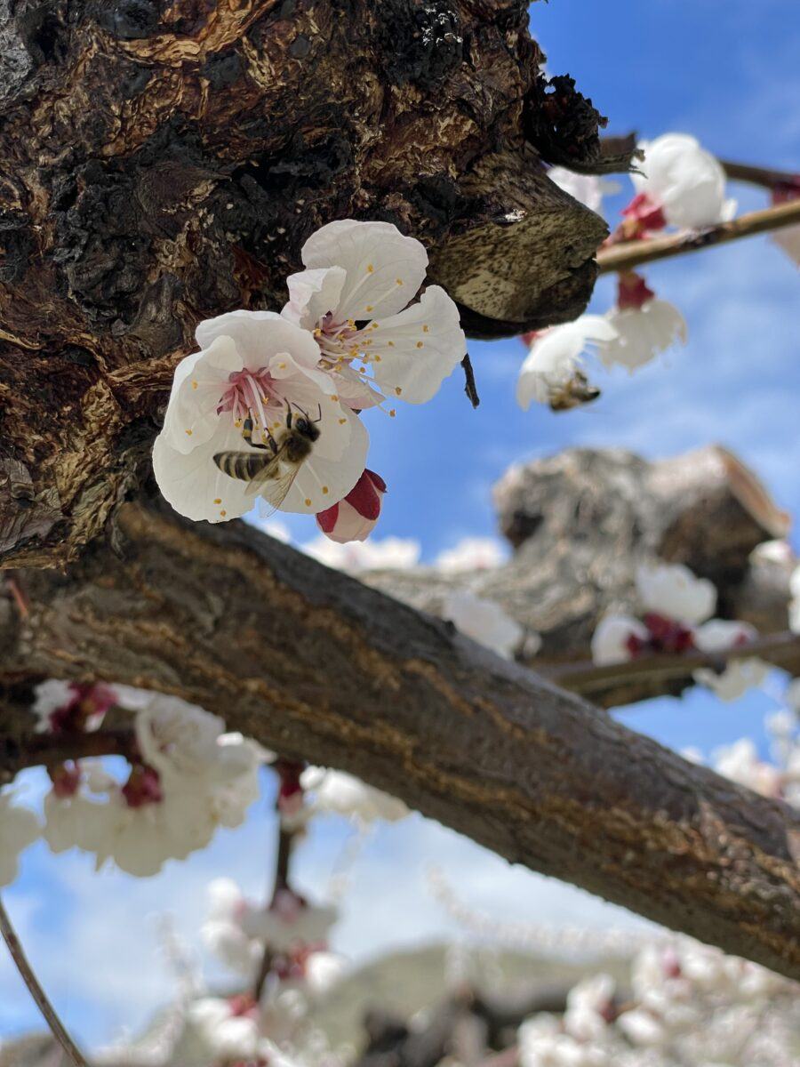 Buzz & Blades: Pollinating with Bees and Helicopters – Chelan Ranch