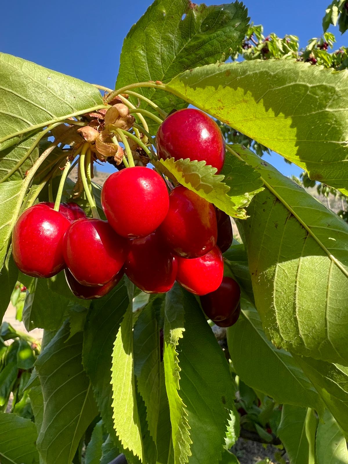 Organic Sweet Cherries Are Coming! – Chelan Ranch