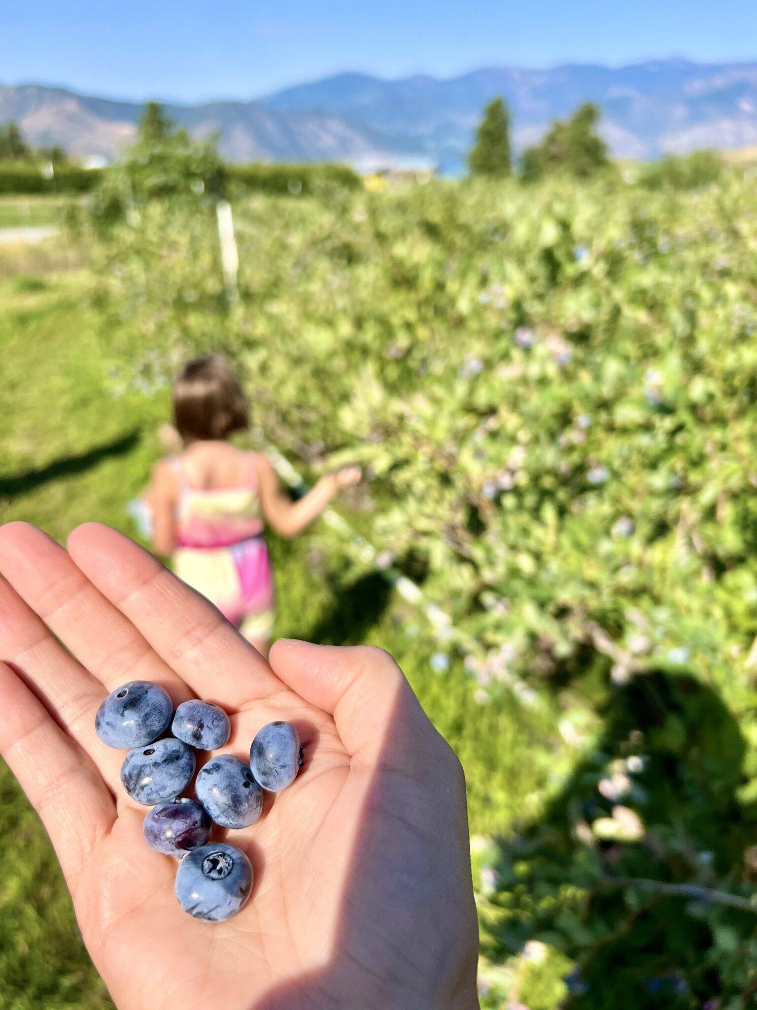 Blueberries are the Second Most Popular Berry in the US – Chelan Ranch